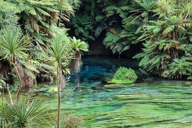 Hobbiton Movie Set & Blue Springs: Private Tour from Auckland - A Day in Middle-earth: The Hobbiton Movie Set