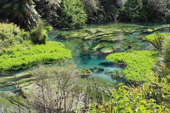 Hobbiton Movie Set & Blue Springs: Private Tour from Auckland - Who Should Consider This Tour?