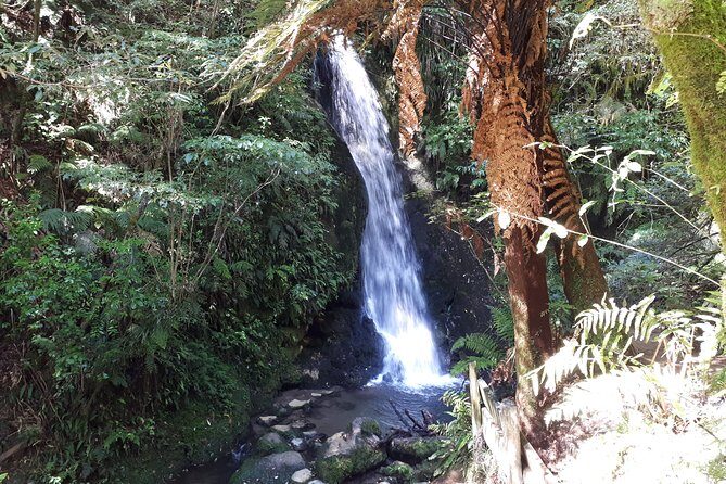 Hobbiton Transport & Tauranga Highlights Excursion from Tauranga - Who Would Love This Tour?