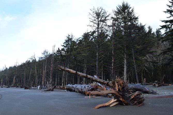 Hoh Rain Forest and Rialto Beach Guided Tour in Olympic National Park - Additional Information