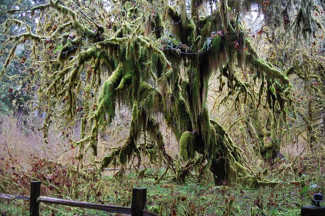 Hoh Rain Forest and Rialto Beach Guided Tour in Olympic National Park - Why Choose This Olympic National Park Tour?