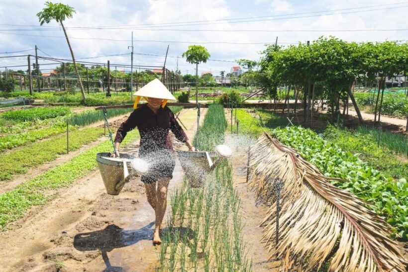 Hoi An: Authentic Cooking class in organic Herb Village - Practical Details
