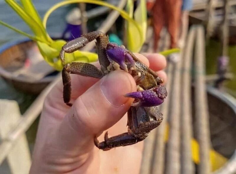 Hoi An : Cam Thanh Basket Boat Riding W Two-way Transfers - Who Will Love This Tour?