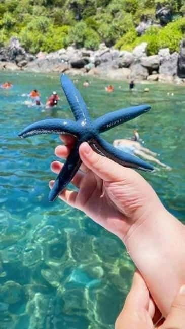 Hoi An: Cham Island Snorkeling Day Trip with Lunch - Key Points