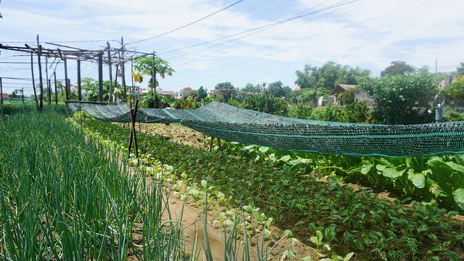 Hoi An cooking class - Who Should Book This Tour?