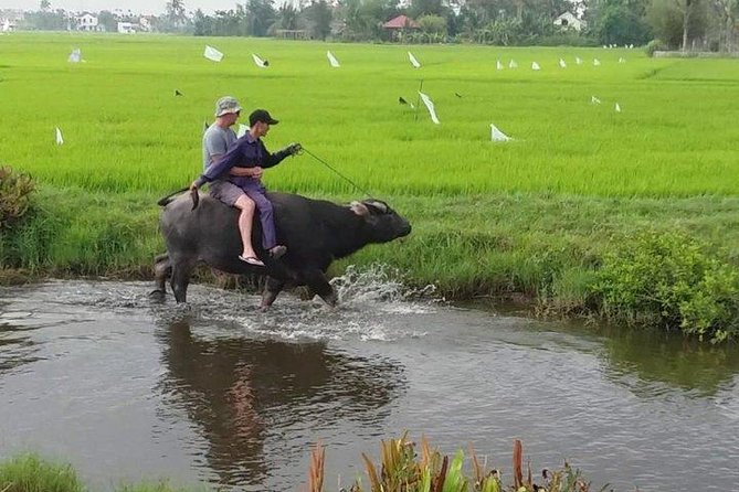 Hoi An Countryside - Buffalo Riding - Basket Boat Rowing - Introduction: Why This Tour Might Be Your Perfect Vietnam Experience