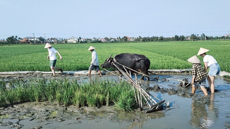 Hoi An: Countryside by Cycling, Buffalo Riding & Do Farming - Final Thoughts