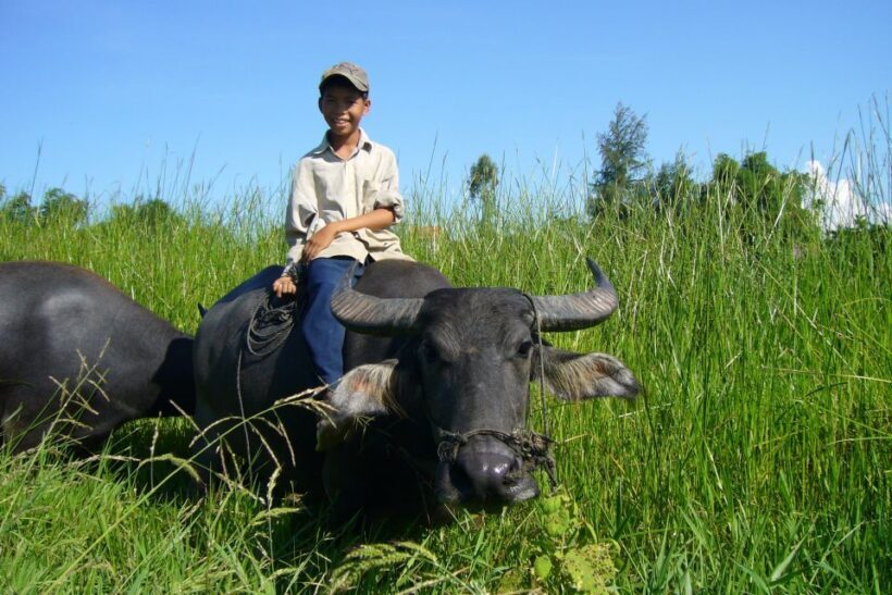 Hoi An Countryside: Guided Morning or Afternoon Bicycle Tour - FAQ