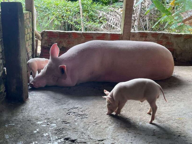 Hoi An: Countryside Villages & River Islands Private Tour - Detailed Itinerary Breakdown