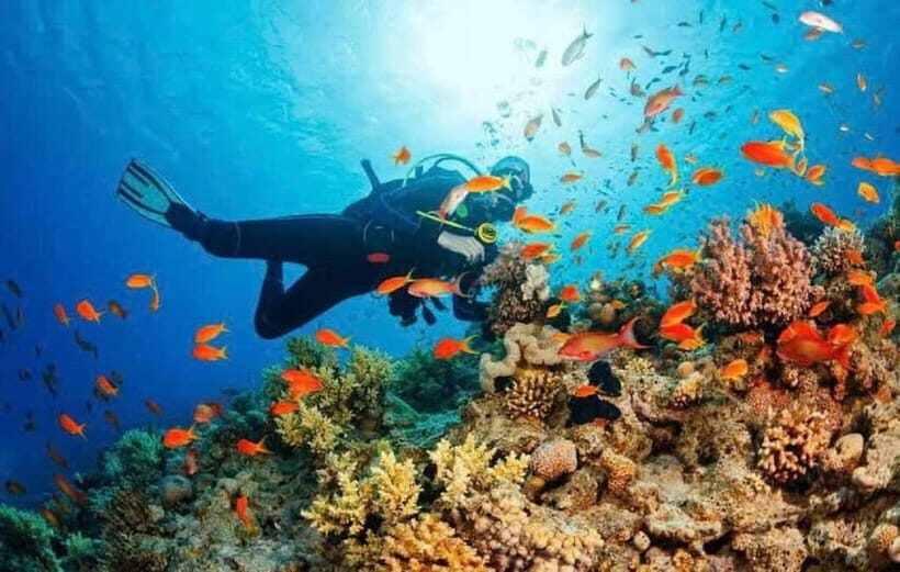 Hoi An/Da Nang: Cham Island Day Trip with Snorkeling - Lunch and Leisure