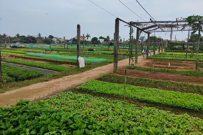 Hoi An Half-Day Bicycle Tour: Visit Herb Village, Row Basket Boat - The Sum Up