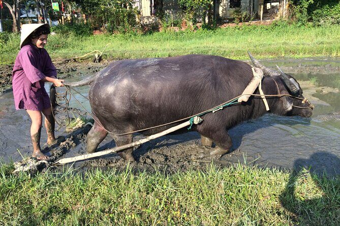 Hoi An Rice Farm Tour and Buffalo Riding with Local Home Meal - The Sum Up