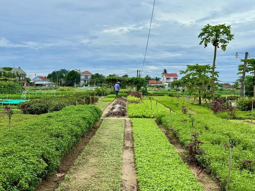 Hoi An: Trà Qu Village Cafe Tour with Local Guided - Key Points