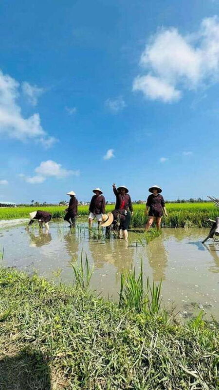 Hoi An Wet Rice Farming Tour-Basket Boat Tour Fishing-Lunch - Overview of the Wet Rice Farming Experience