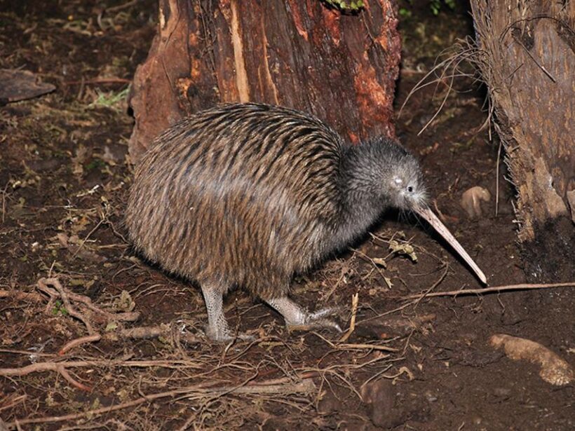 Hokitika: The National Kiwi Centre Tickets - What You Can Expect at the National Kiwi Centre in Hokitika