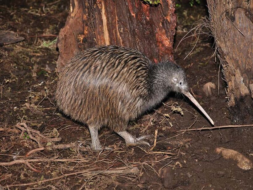 Hokitika: The National Kiwi Centre Tickets - FAQ
