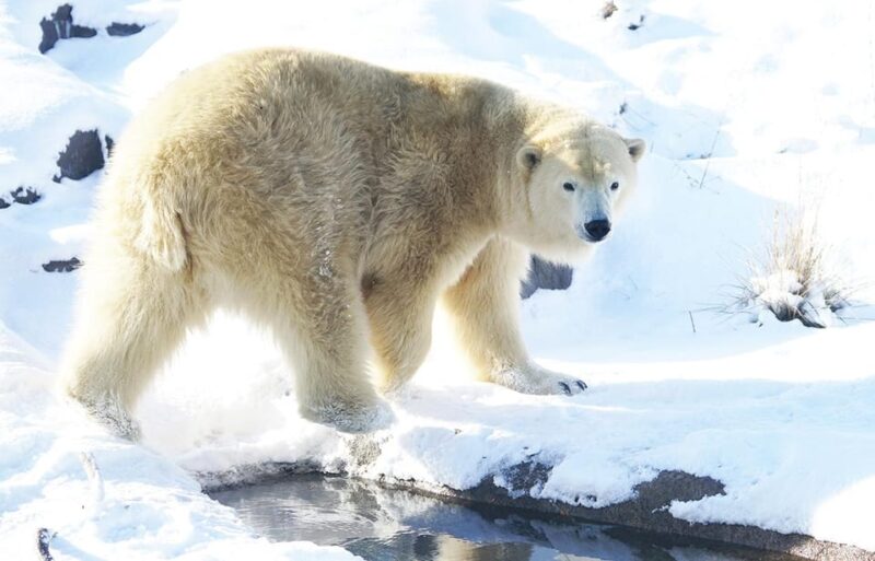 Hokkaido 1-Day Trip: Asahiyama Zoo, Biei and Ningle Terrace - Key Points