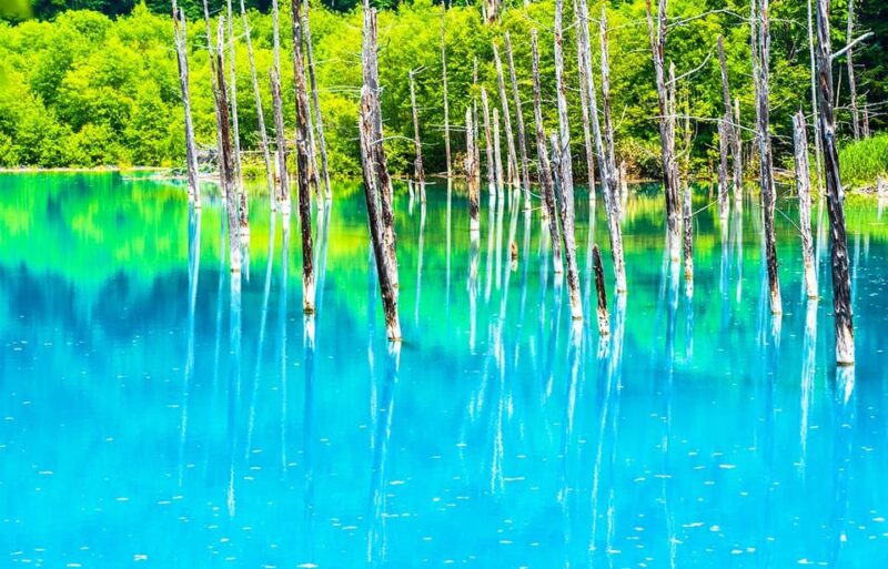 Hokkaido 1-Day Trip: Asahiyama Zoo, Biei and Ningle Terrace - Itinerary Highlights