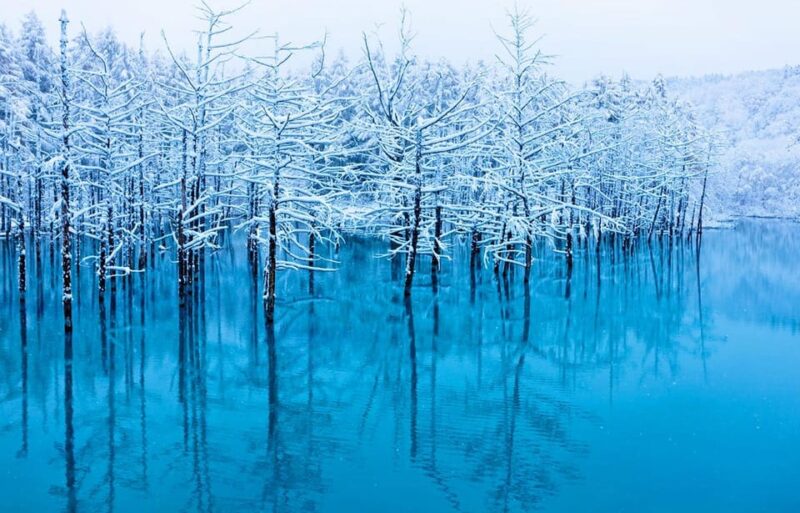 Hokkaido 1-Day Trip: Asahiyama Zoo, Biei and Ningle Terrace - Seasonal Adjustments and Alternatives