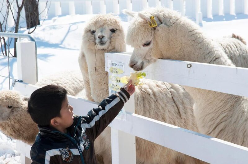 Hokkaido 1-Day Trip: Asahiyama Zoo, Biei and Ningle Terrace - Customer Feedback and Considerations