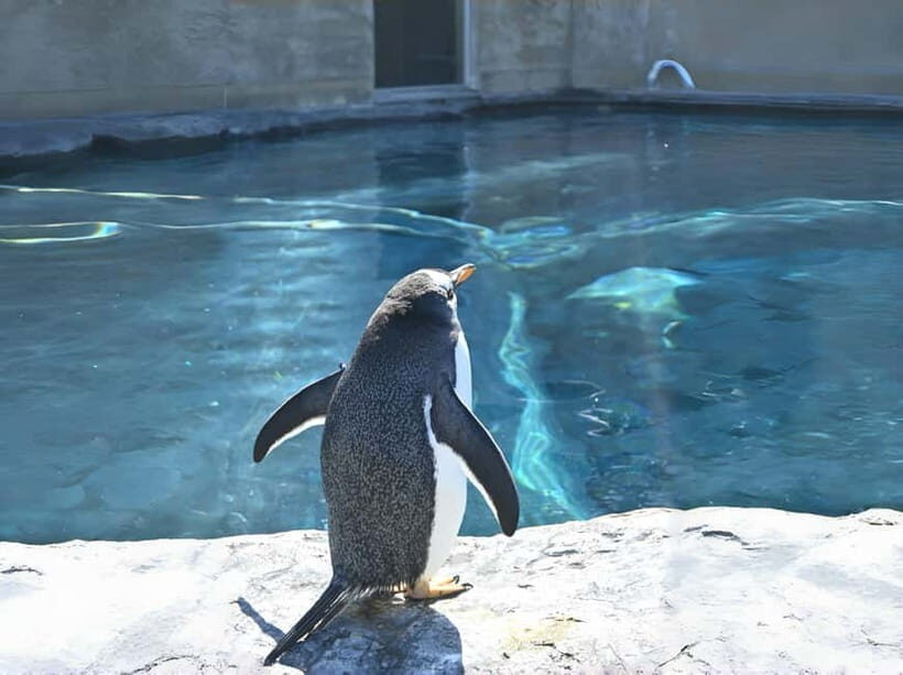 Hokkaido Asahiyama Zoo& Biei Blue pond Tour with Local Guide - The Sum Up: Who Will Love This Tour?