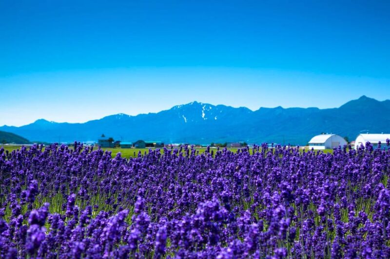 Hokkaido: Asahiyama Zoo, Biei, Ningle Terrace Full-Day Tour - Key Points