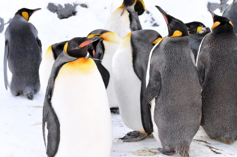 Hokkaido: Asahiyama Zoo, Biei, Ningle Terrace Full-Day Tour - Itinerary Details