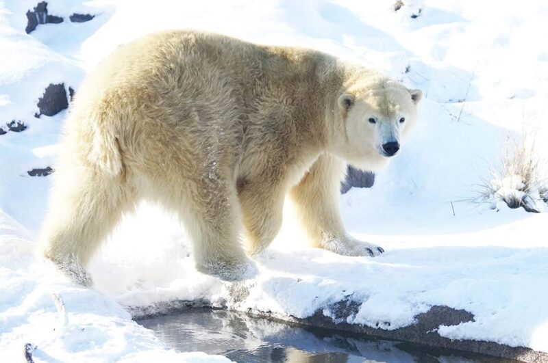 Hokkaido: Asahiyama Zoo, Biei, Ningle Terrace Full-Day Tour - Highlights and Attractions