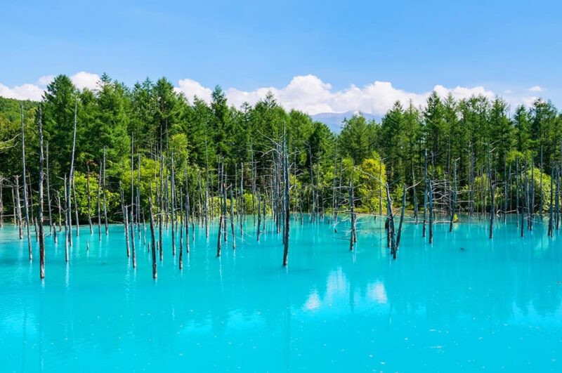 Hokkaido: Asahiyama Zoo, Biei, Ningle Terrace Full-Day Tour - Shikisai No Oka