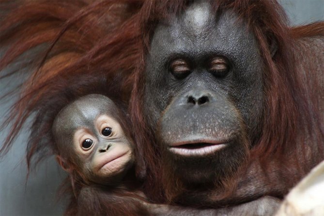 Hokkaido Asahiyama Zoo, Furano and Biei Bus Tour - Authentic Perspectives from Travelers