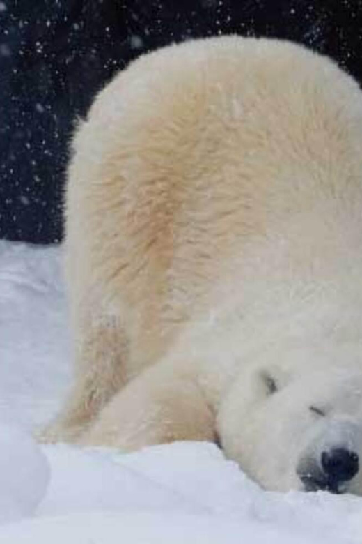 Hokkaido Asahiyama Zoo, Icebreaker GARINKO GO Sunset Tour - Transportation and Accommodations