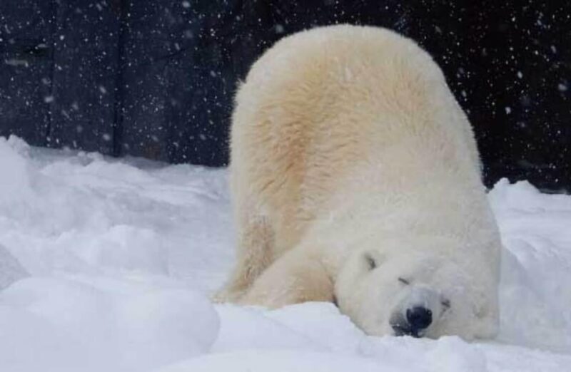 Hokkaido Asahiyama Zoo, Icebreaker GARINKO GO Sunset Tour - Frequently Asked Questions