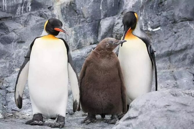 Hokkaido Day Tour From Sapporo: Asahiyama Zoo, Blue Pond Japan - Traveler Reviews and Feedback