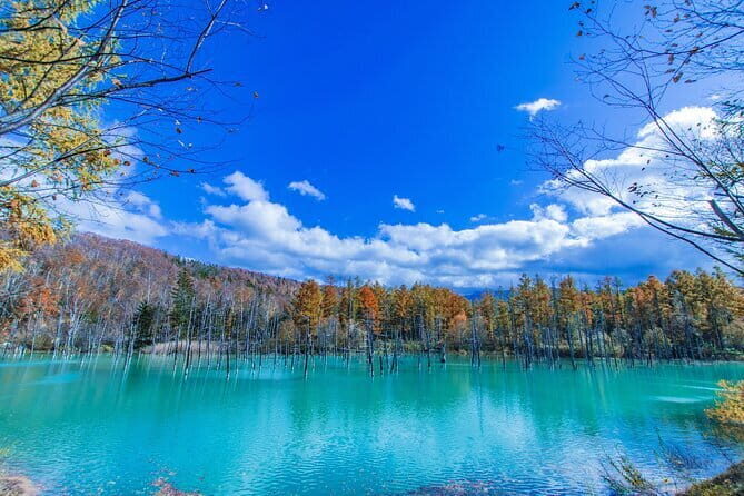 Hokkaido Day Trip From Sapporo: Asahiyama Zoo to Ningle Terrace - Practical Tips and Insights