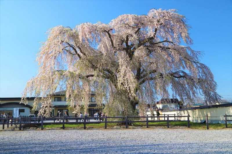 Hokkaido Hakodate 2D1N Cherry Blossoms Bus Tour From Sapporo - Key Points