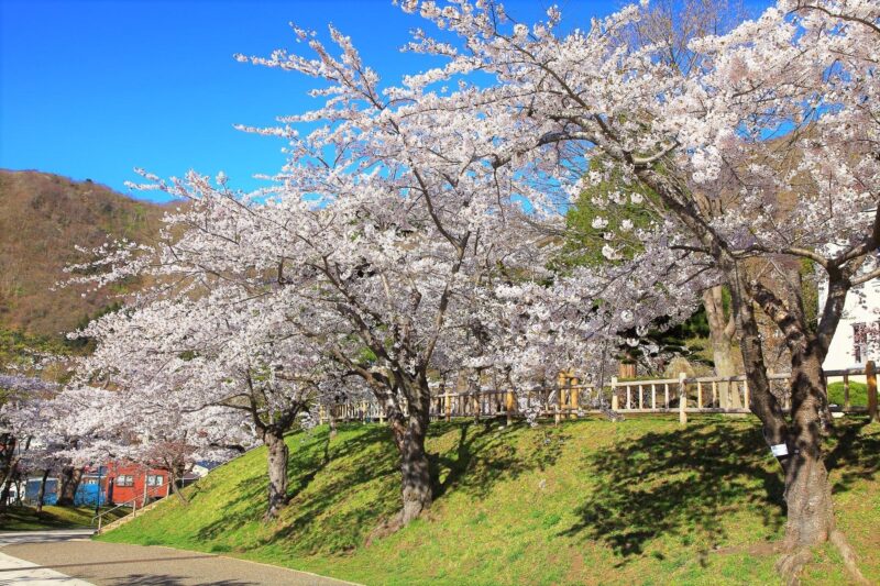 Hokkaido Hakodate 2D1N Cherry Blossoms Bus Tour From Sapporo - Sakuragaoka Street