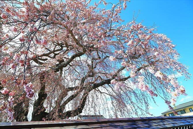 Hokkaido Hakodate Cherry Blossom 2D1N Bus tour from Sapporo - Discovering Hakodate’s Cherry Blossom Splendor