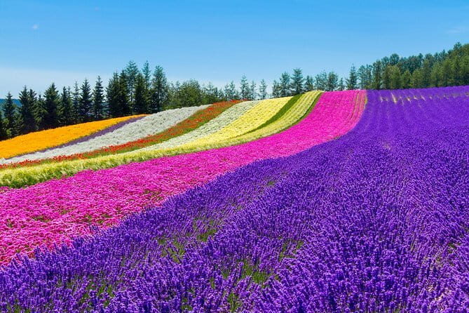 Hokkaido Hakodate Cherry Blossom 2D1N Bus tour from Sapporo - FAQ