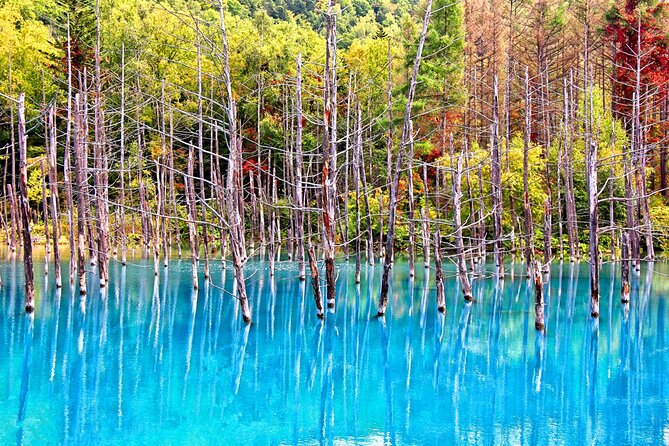 Hokkaido Highlights of Flower Blossom, Asahiyama Zoo& Blue pondAoi-ike! - FAQ