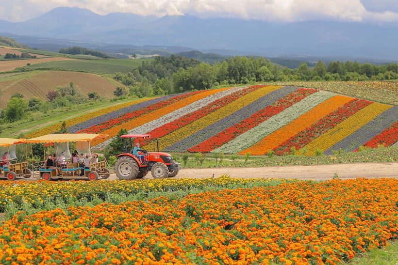 Hokkaido Lavender farm & Furano Flower Tour from Sapporo - An In-Depth Look at the Tour Experience
