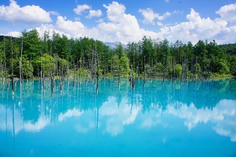 Hokkaido Lavender farm & Furano Flower Tour from Sapporo - FAQs