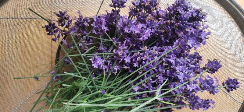 Hokkaido Nature and Gourmet Experience (near Lake Toya) - Course Meal