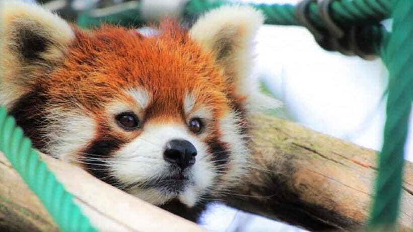 HokkaidoKurodake Ropeway, Asahiyama Zoo Autumn Leaves Tour - The Value of This Tour