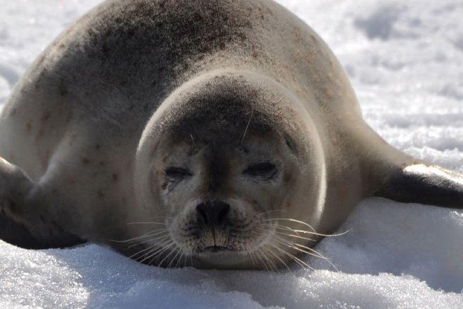 Hokkaidos Winter Awe-inspiring Drift Ice & Sounkyo Ice Sculpture! - Marveling at the Sounkyo Ice Falls