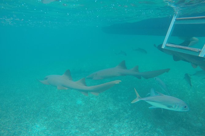 Hol Chan Marine Park and Shark Ray Alley Snorkeling - Location and Highlights