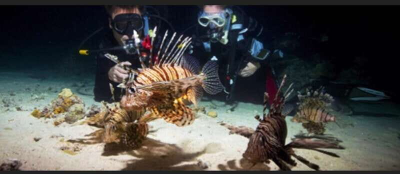 Hol Chan Marine Park night dive - Analyzing the Value