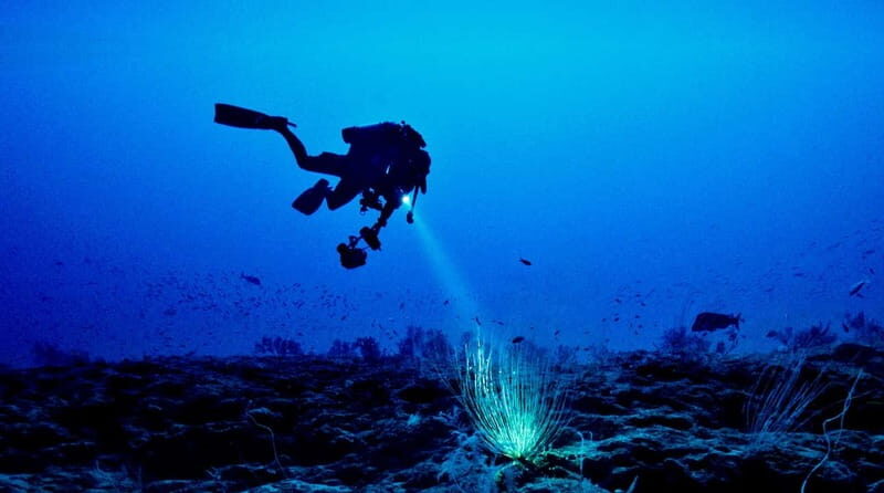 Hol Chan Marine Park night dive - Why This Night Dive Stands Out