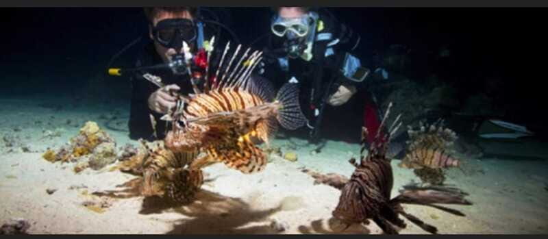 Hol Chan Marine Park night dive - Final Thoughts: Is It Worth It?