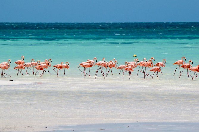 Holbox, all its beauty in 1 day (round trip, lunch and guided visit included) - FAQ