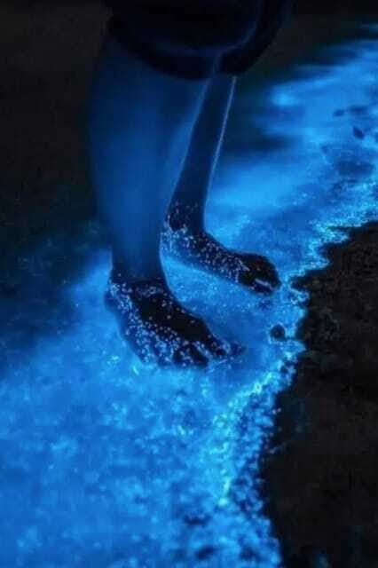 Holbox: Guided Bioluminescence Kayaking Tour - Frequently Asked Questions